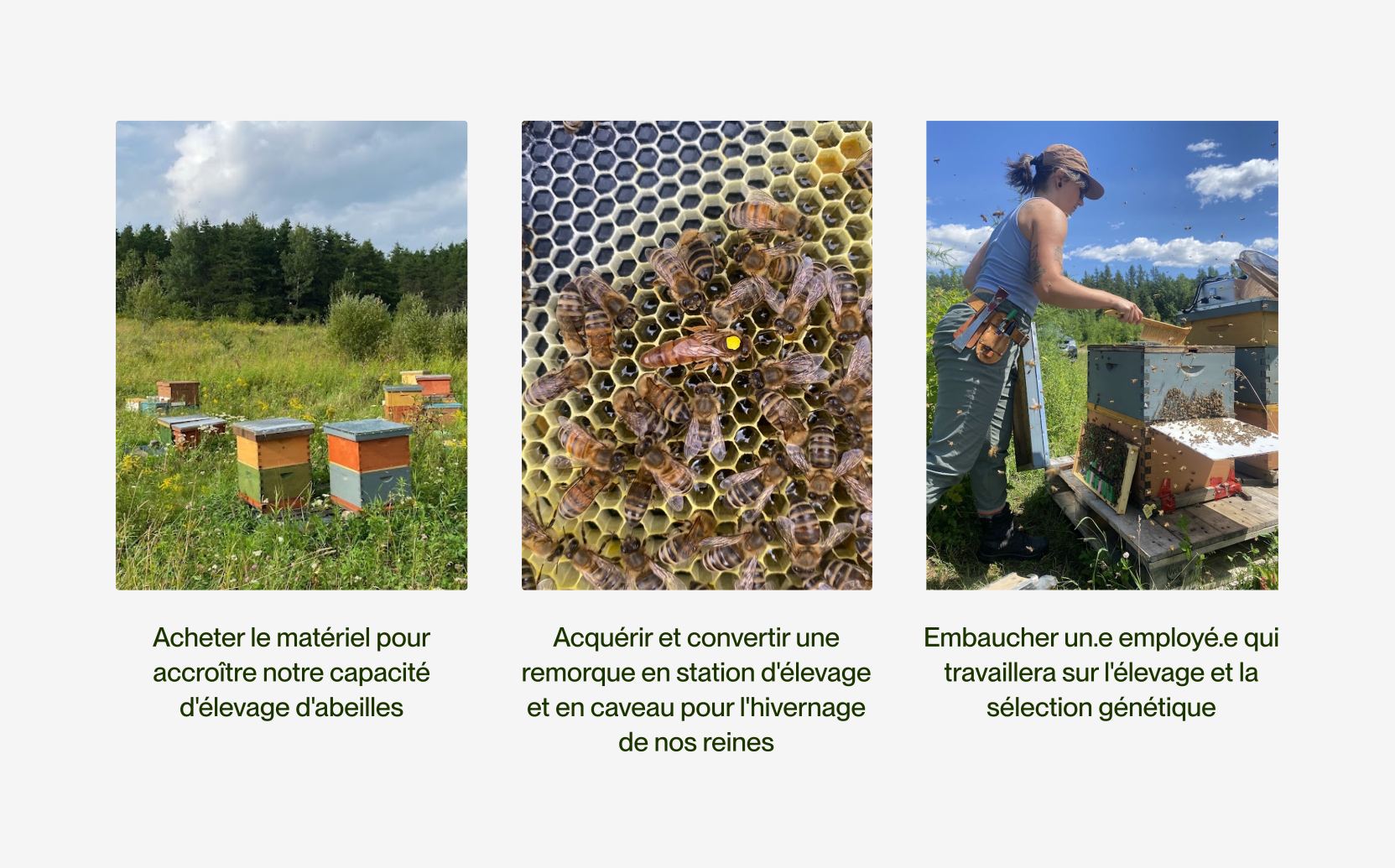 Des abeilles pour le Québec! | La Ruche