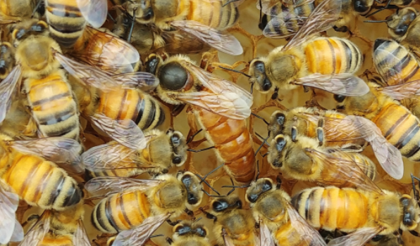 Des abeilles pour le Québec! | La Ruche